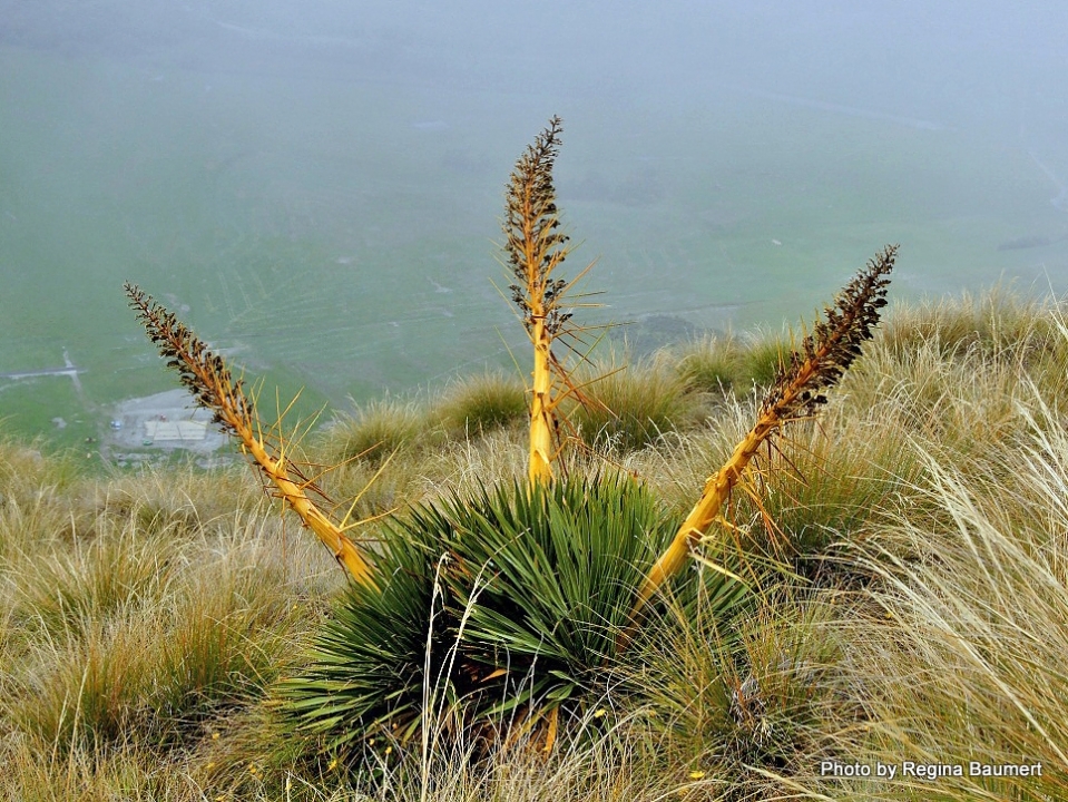 Aciphylla aurea