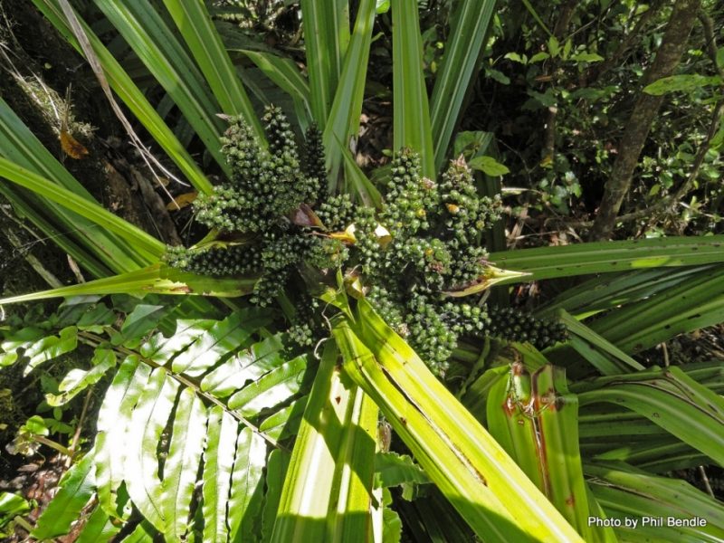 Astelia grandis | Kakaha at Wai-ora eco-source nursery