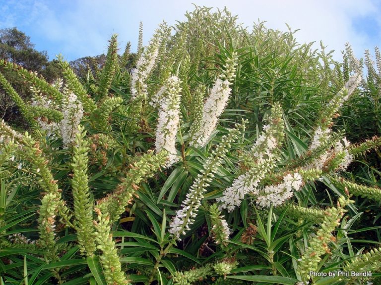 Veronica salicifolia | Koromiko at Wai-ora eco-source nursery