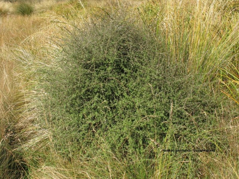 Olearia bullata at Wai-Ora Eco Source Nursery