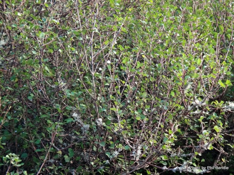 Melicope simplex | Poataniwha at Wai-Ora ecosource nursery