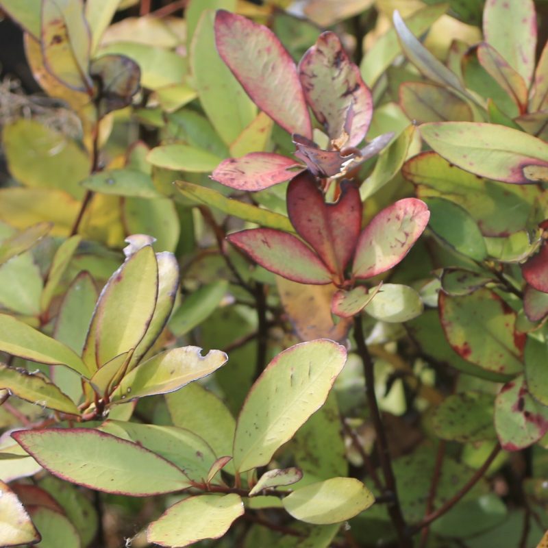 Pseudowintera colorata | Horopito