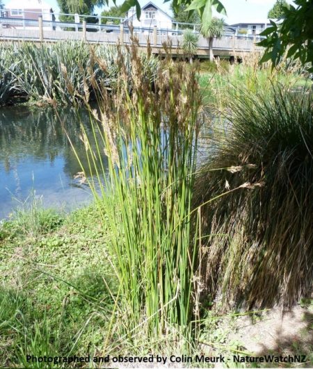 Juncus pallidus | Wiwi at Wai-ora eco-source nursery