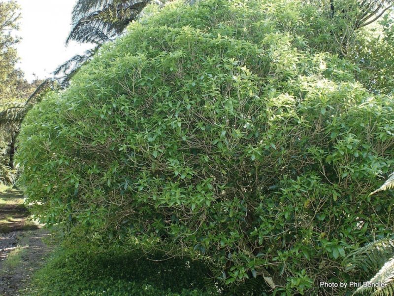 Melicytus ramiflorus | Māhoe at Wai-ora eco-source nursery