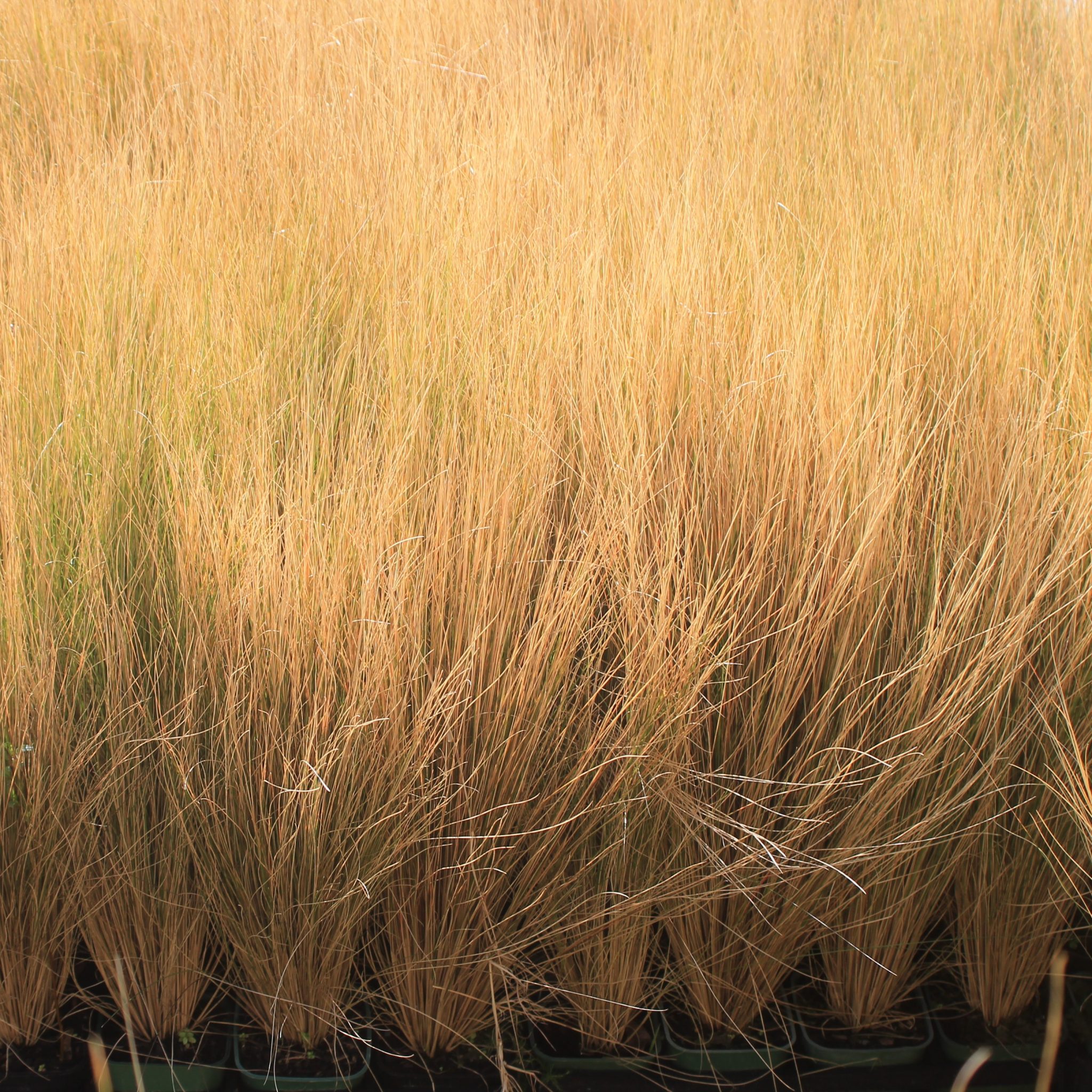 Festuca novae zelandiae at Wai-Ora Eco-Source Nursery