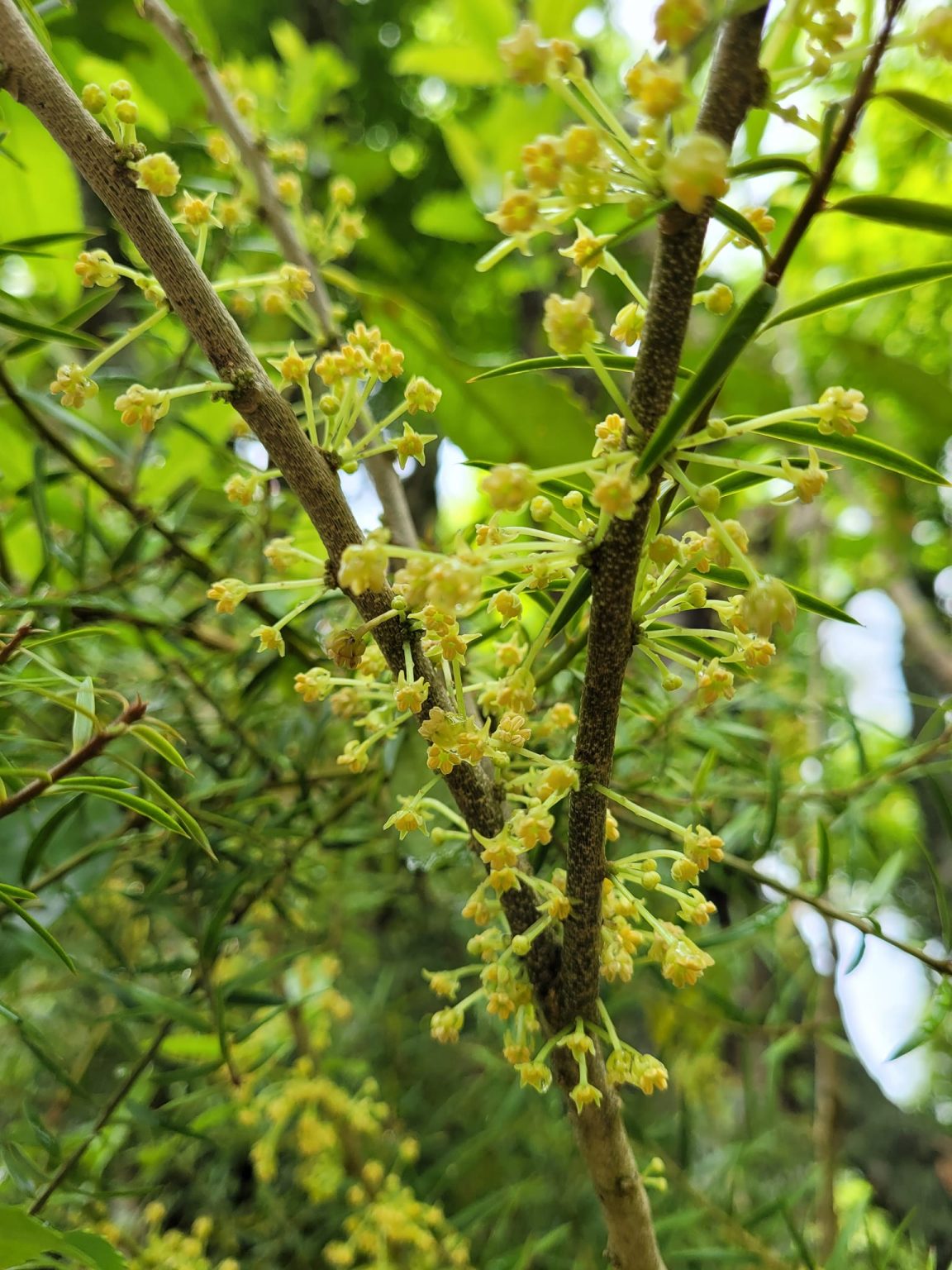 Melicytus ramiflorus | Māhoe at Wai-ora eco-source nursery