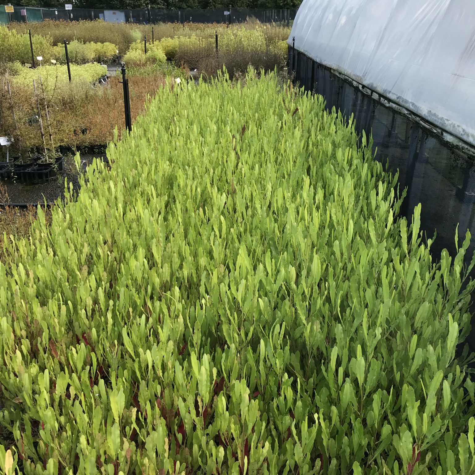 Dodonaea viscosa | Akeake at Wai-ora eco-source nursery