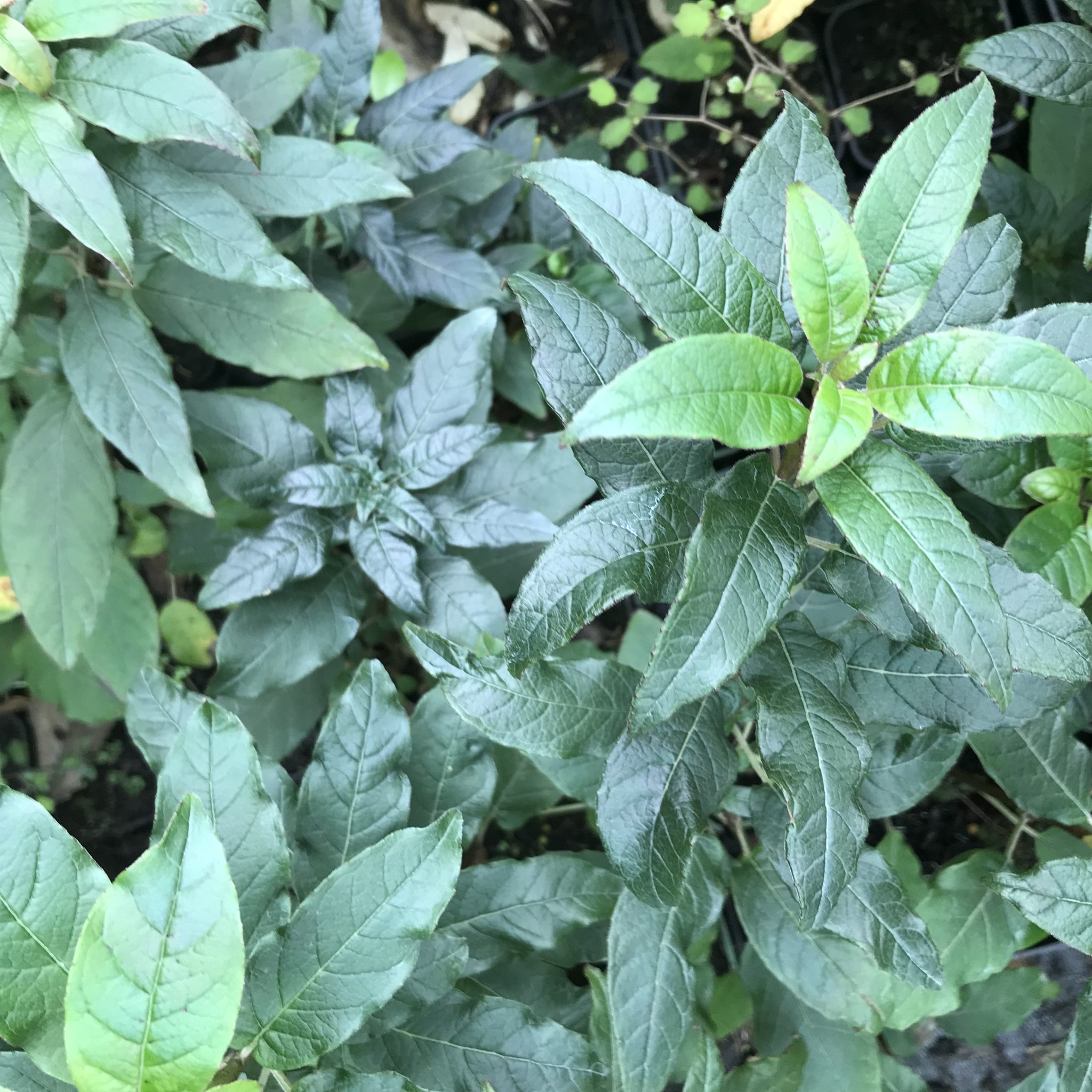 Fuchsia excorticata | Kōtukutuku at Wai-ora eco-source nursery
