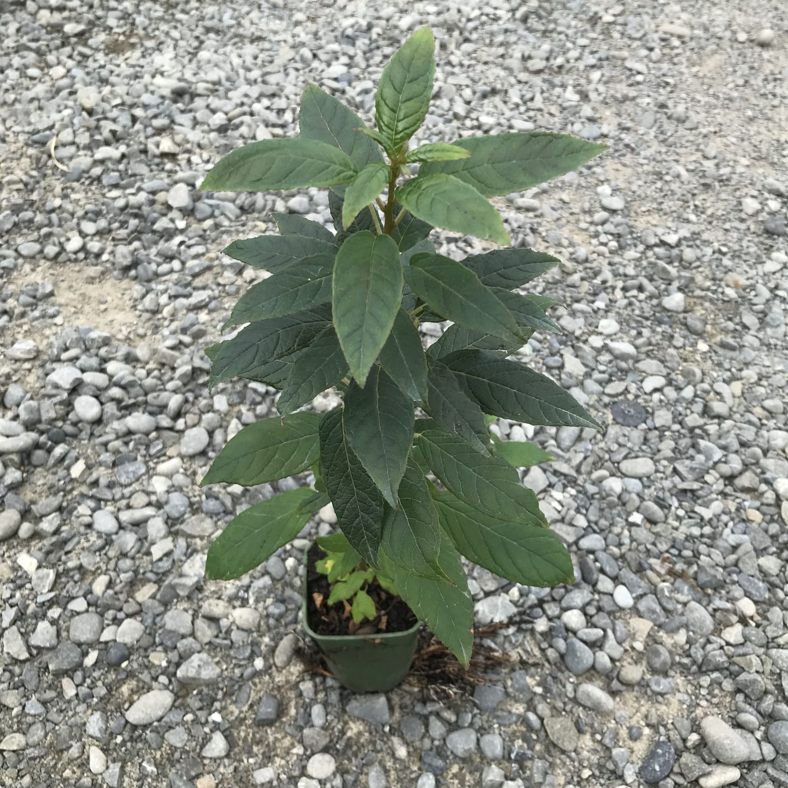 Fuchsia excorticata | Kōtukutuku at Wai-ora eco-source nursery