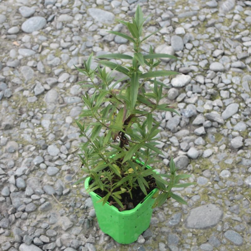 Veronica salicifolia | Koromiko at Wai-ora eco-source nursery