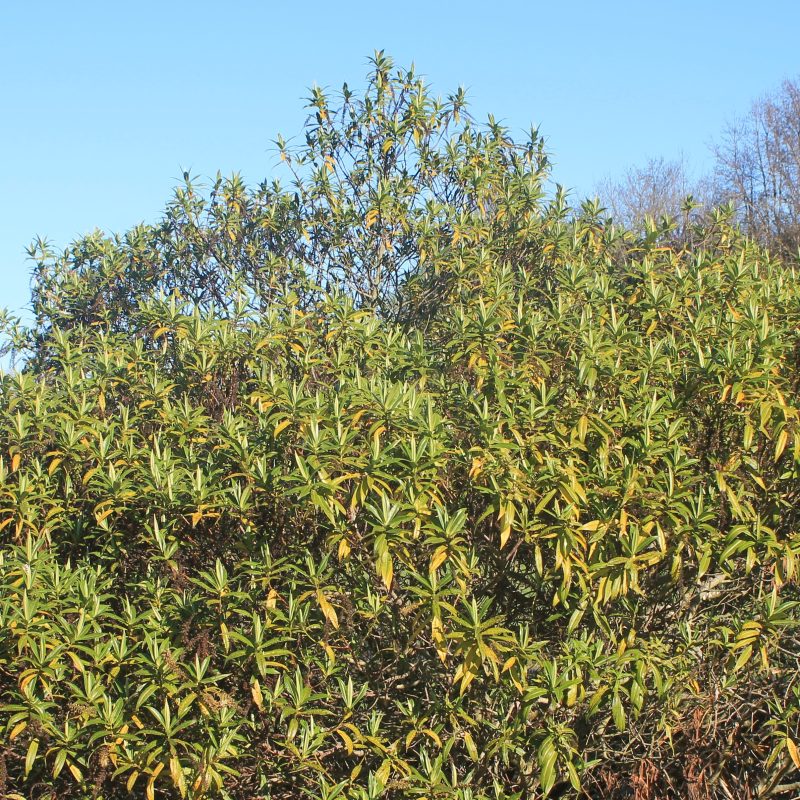 Veronica salicifolia | Koromiko at Wai-ora eco-source nursery