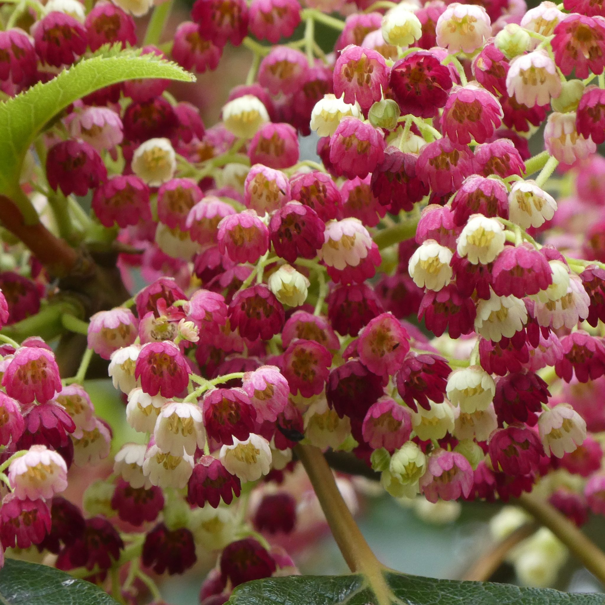 Aristotelia serrata | Makomako at Wai-ora eco-source nursery