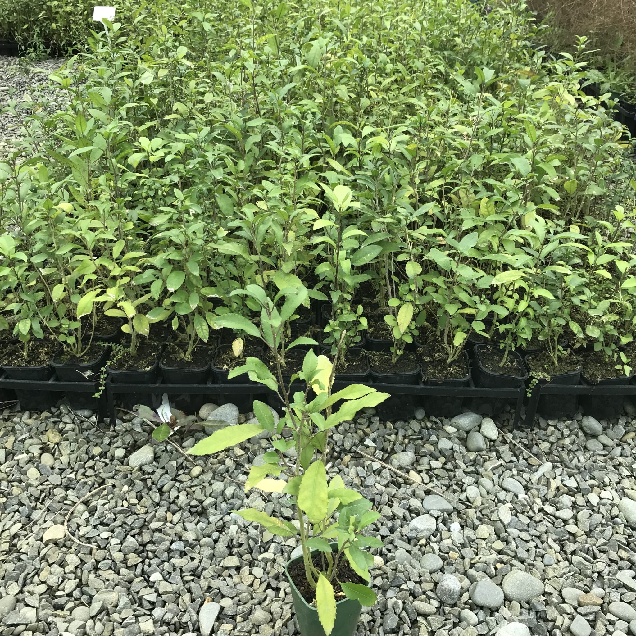 Melicytus ramiflorus | Māhoe at Wai-ora eco-source nursery
