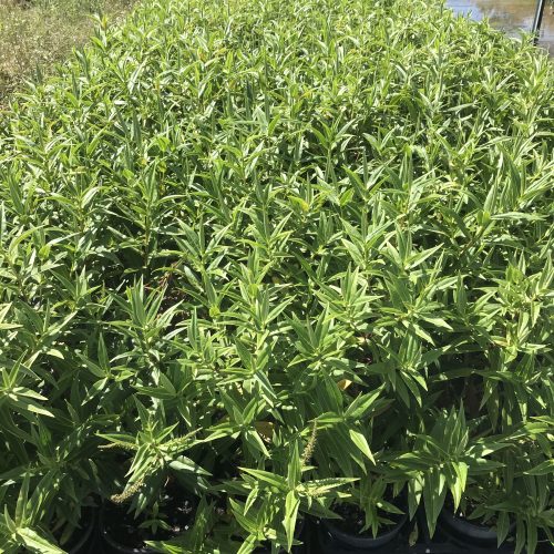 Veronica salicifolia | Koromiko at Wai-ora eco-source nursery