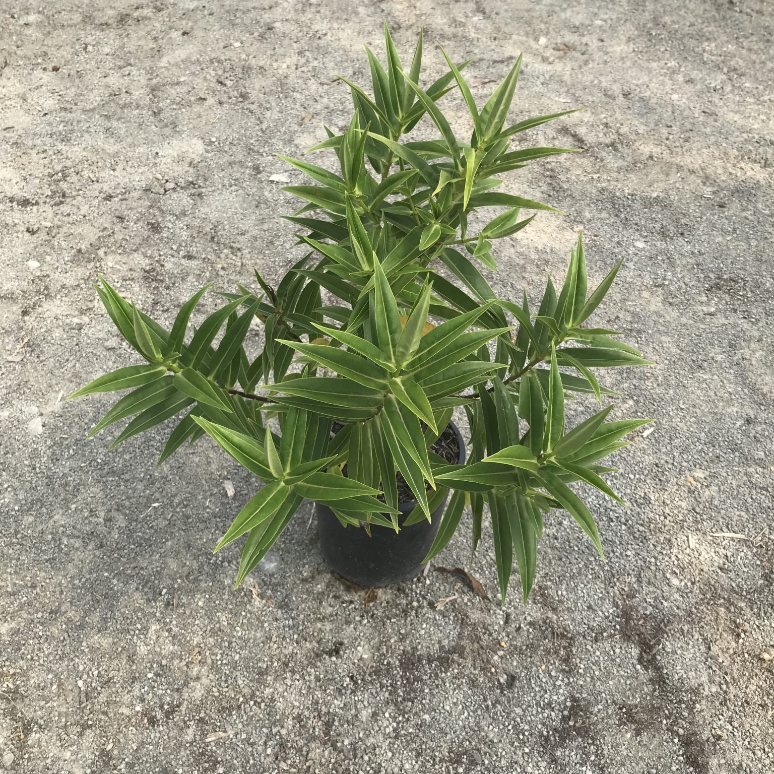 Veronica salicifolia | Koromiko at Wai-ora eco-source nursery